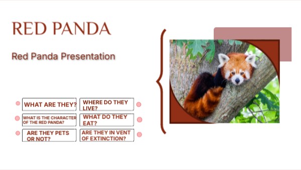 RED PANDA | Genially