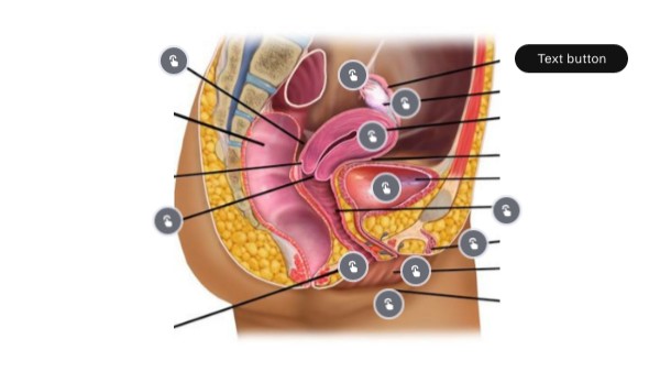 Text button | Genially