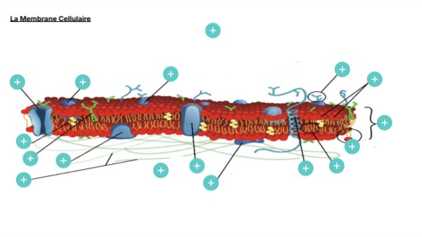 La Membrane Cellulaire | Genially