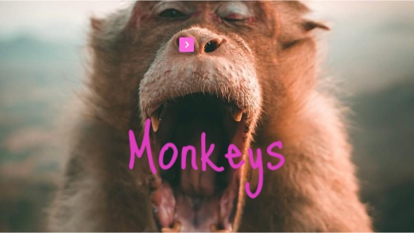 Monkeys | Genially
