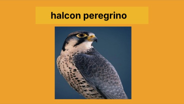 halcon peregrino | Genially