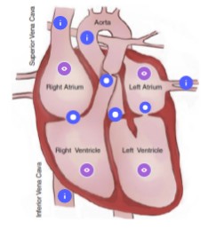 Interactive image | Genially