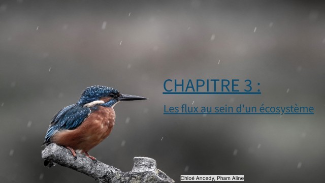 Flux au sein d'un écosystème | Genially
