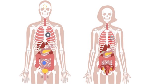Stress and effects on body systems | Genially