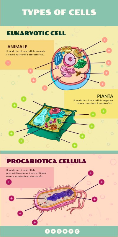 TYPES OF CELLS | Genially