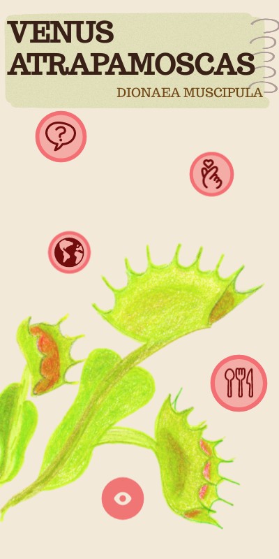 venus atrapamoscas | Genially