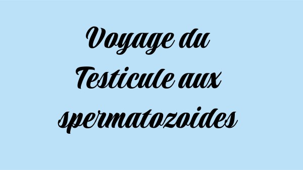 Voyage du Testicule aux spermatozoides | Genially