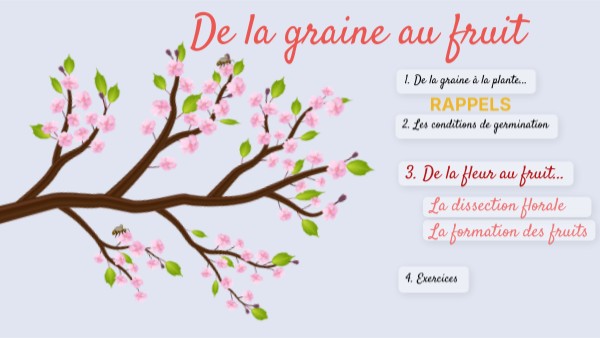 De la graine au fruit | Genially