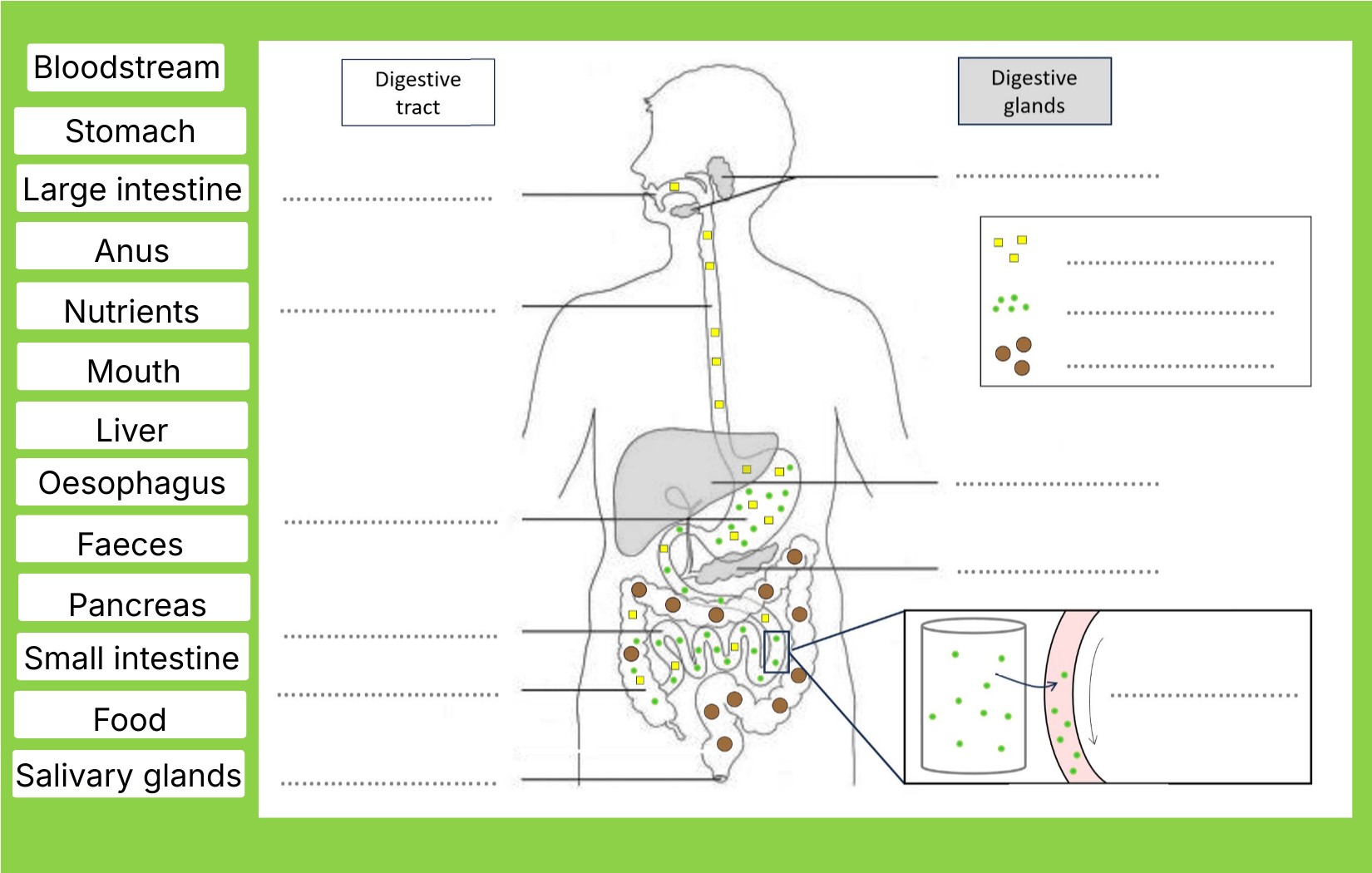 DIGESTION SCHEMA | Genially