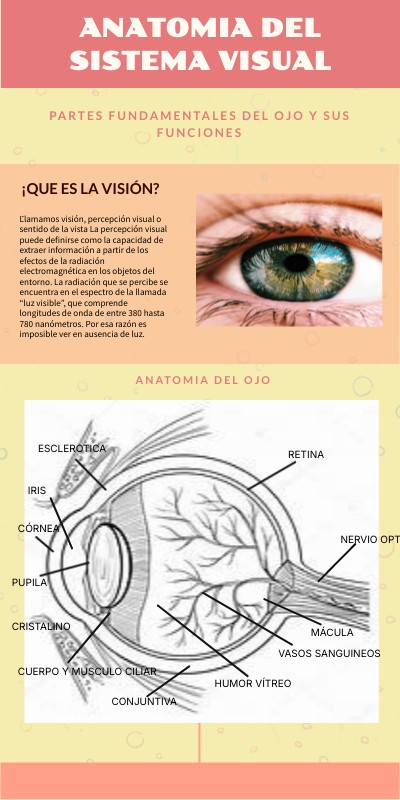 anatomia del sistema visual | Genially