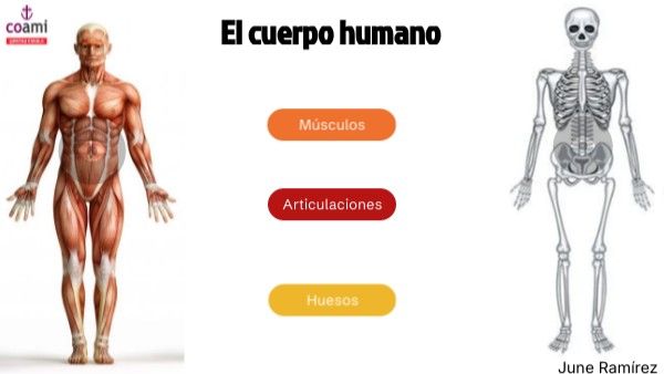 imagen interactiva anatomía | Genially