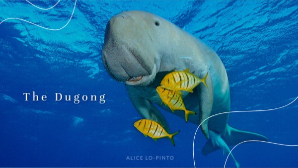 The Dugong | Genially