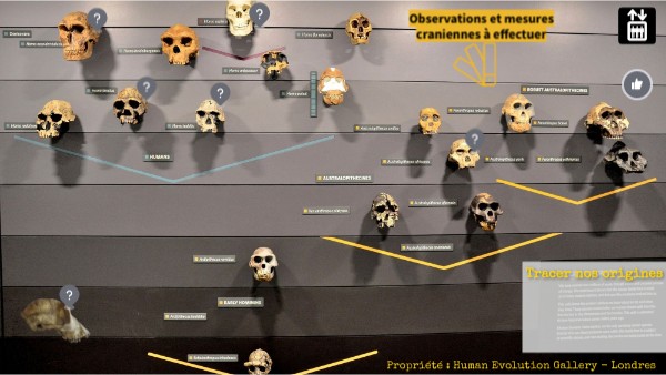 Une histoire évolutive possible de la lignée humaine | Genially