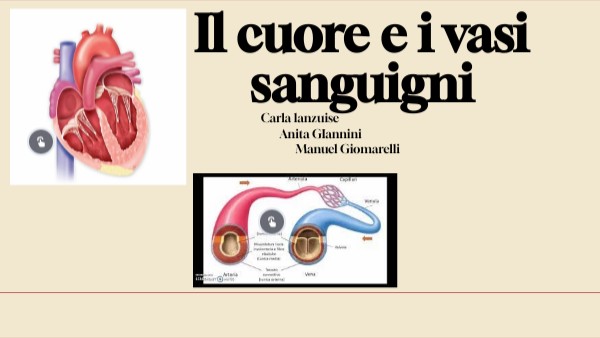 Il cuore e i vasi sanguigni | Genially