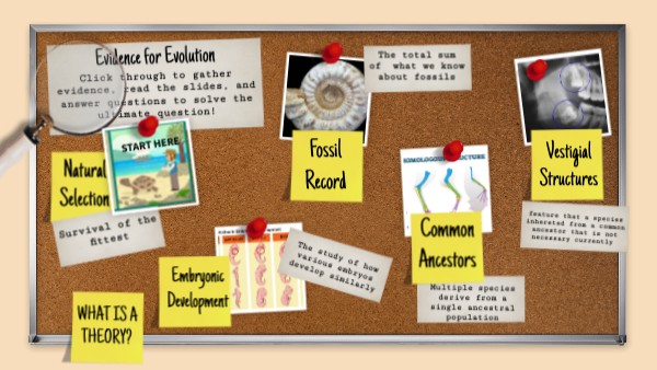 Evidence for Evolution | Genially