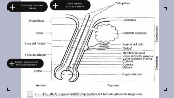 ¿Sabías que Genially te permite compartir tu creación directamente, sin ...