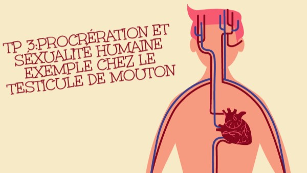 TP 3:procrération et séxualité humaine exemple chez le Testicule de ...