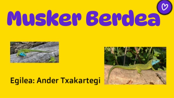 Musker Berdea | Genially