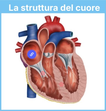 La struttura del cuore | Genially