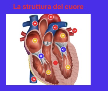 La struttura del cuore | Genially