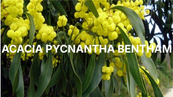 ACACIA PYCNANTHA BENTHAM | Genially