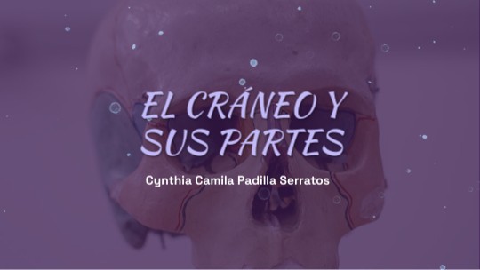 El Cráneo y sus partes | Genially