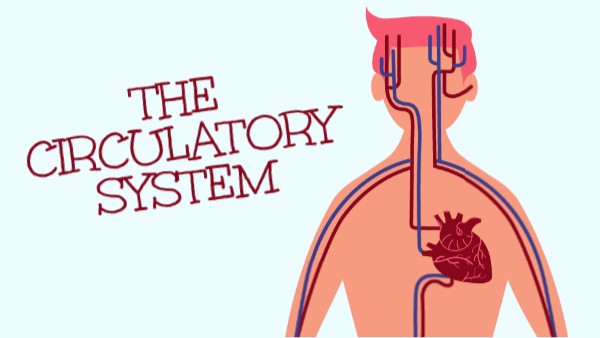 THE CIRCULATORY & RESPIRATORY SYSTEM | Genially