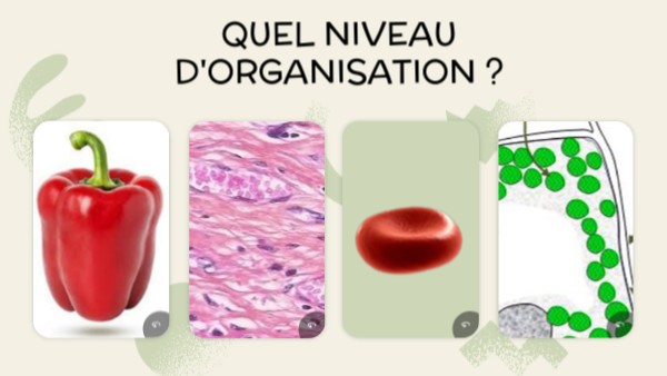 quel niveau d'organisation ? | Genially