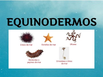 Equinodermos | Genially