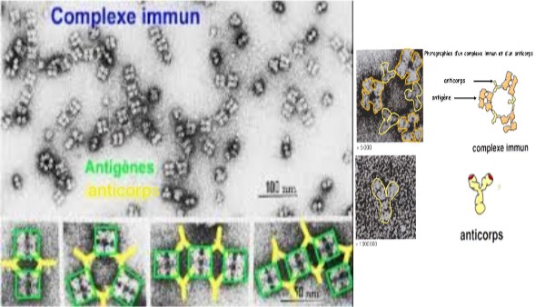 TP immuno | Genially