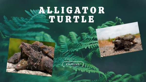 alligator turtle | Genially
