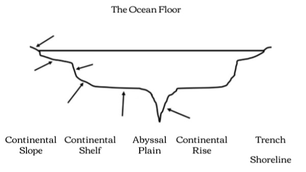 2025 Oceans Drag and Drop | Genially
