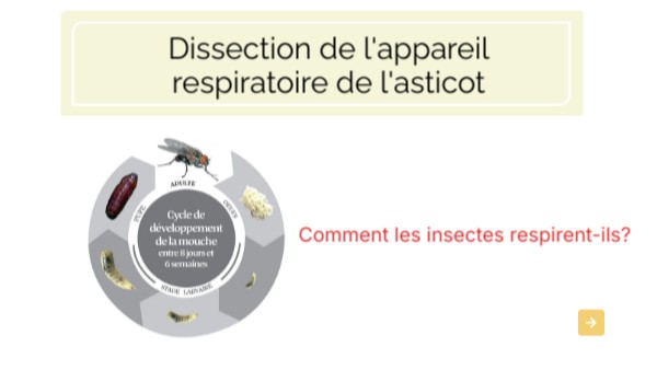 Comment les insectes respirent-ils? | Genially