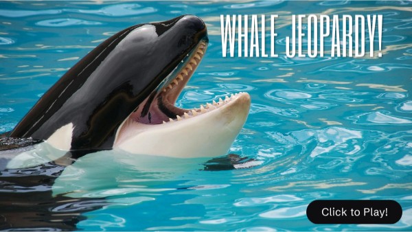 Whale Jeopardy! | Genially