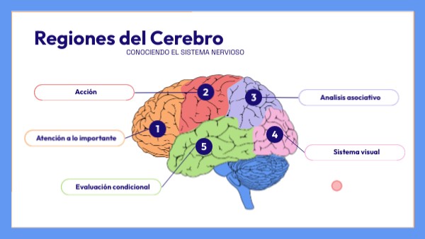 Regiones del Cerebro | Genially