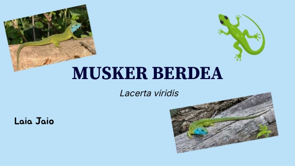 MUSKER BERDEA | Genially