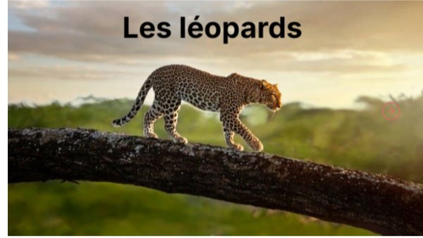 Les léopards | Genially