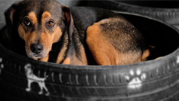 Como Proteger os Direitos dos Animais? | Genially