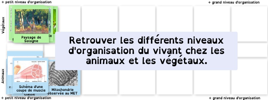 Niveaux d'organisation du vivant | Genially