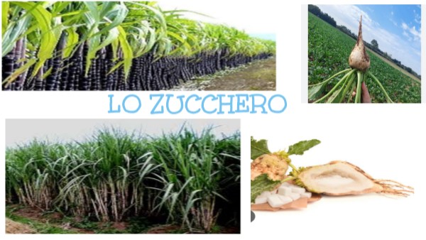 LO ZUCCHERO | Genially