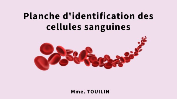 PLanche d'identification des cellules sanguines | Genially