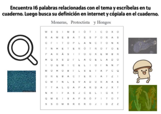 Sopa de letras y crucigrama R. Monera, protoctista y hongos | Genially