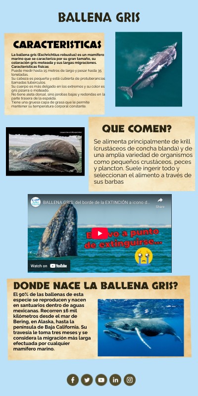 ballena gris | Genially