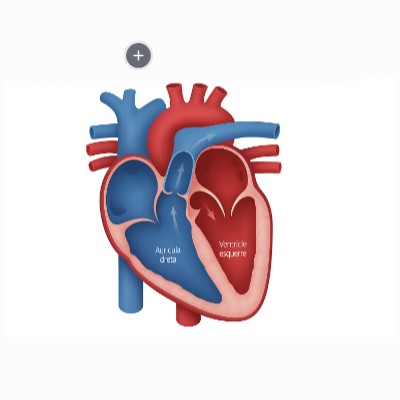 Aparell Reproductor Femení - Imatge Interactiva - G4 | Genially