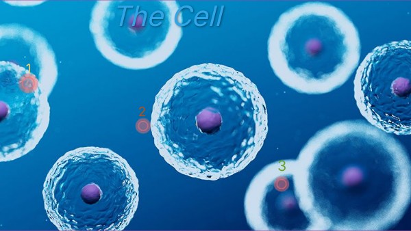 THE CELLS | Genially
