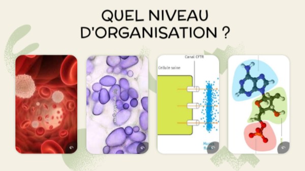 quel niveau d'organisation ? | Genially