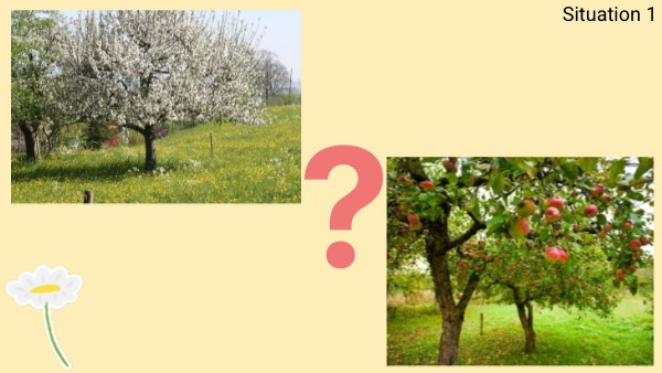 Cycle de vie des plantes nouvelle version | Genially