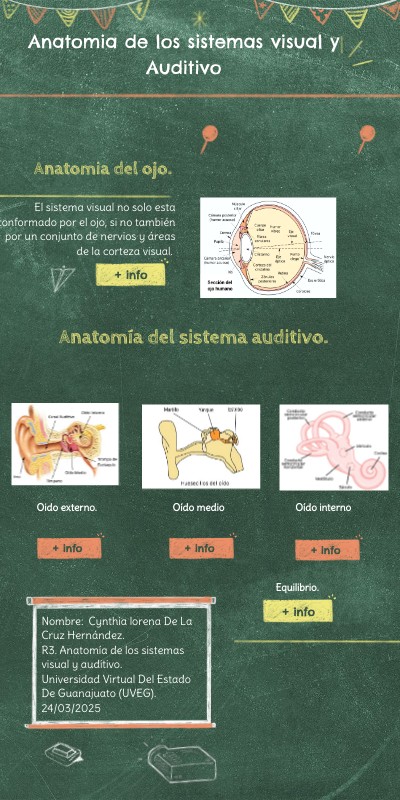 Anatomía del sistema auditivo. | Genially