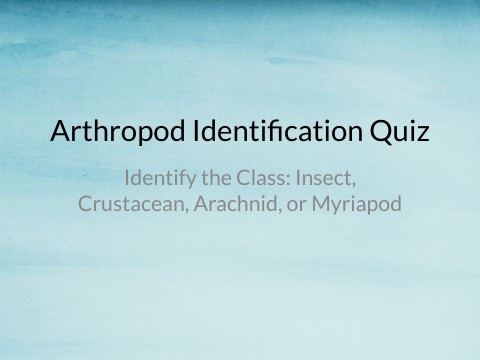 Arthropod_Identification_Quiz.pptx | Genially