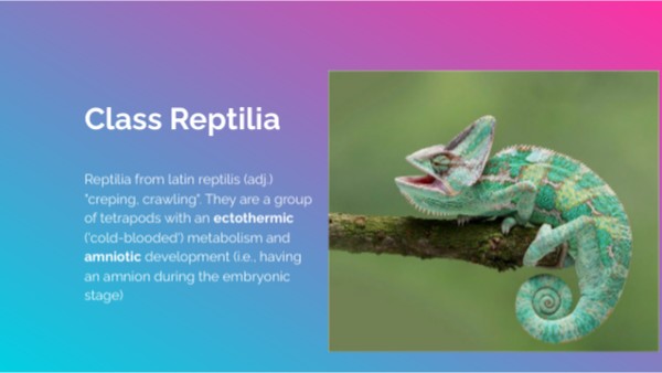 Class Reptilia | Genially